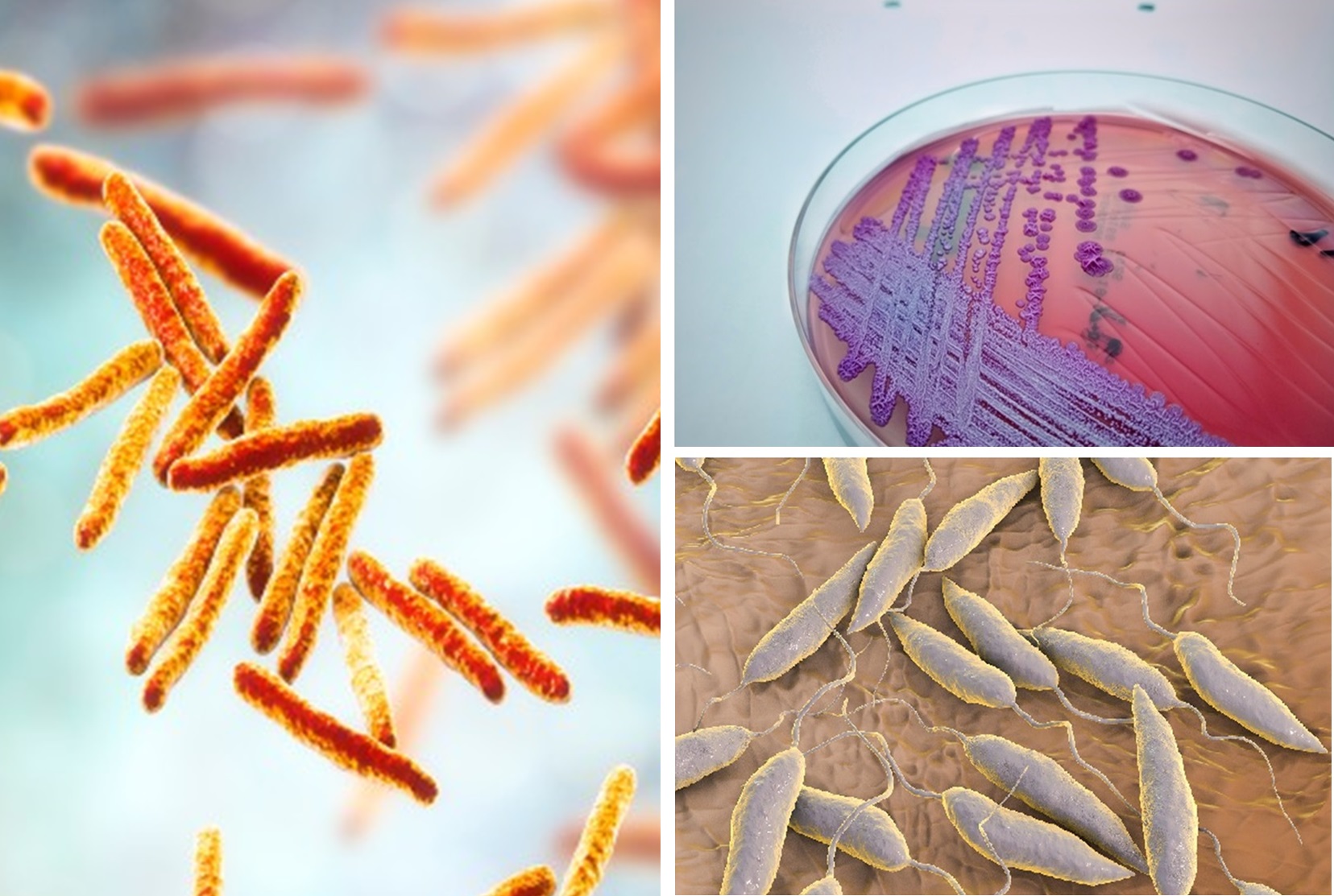 Pathogens | The VALIDATE Network