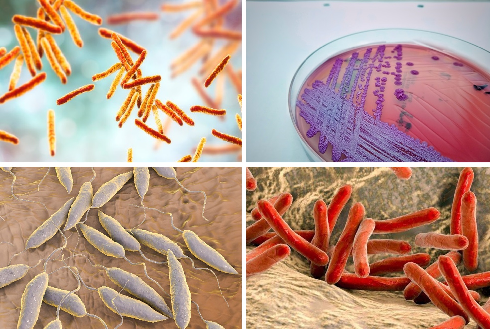 Pathogens | The VALIDATE Network